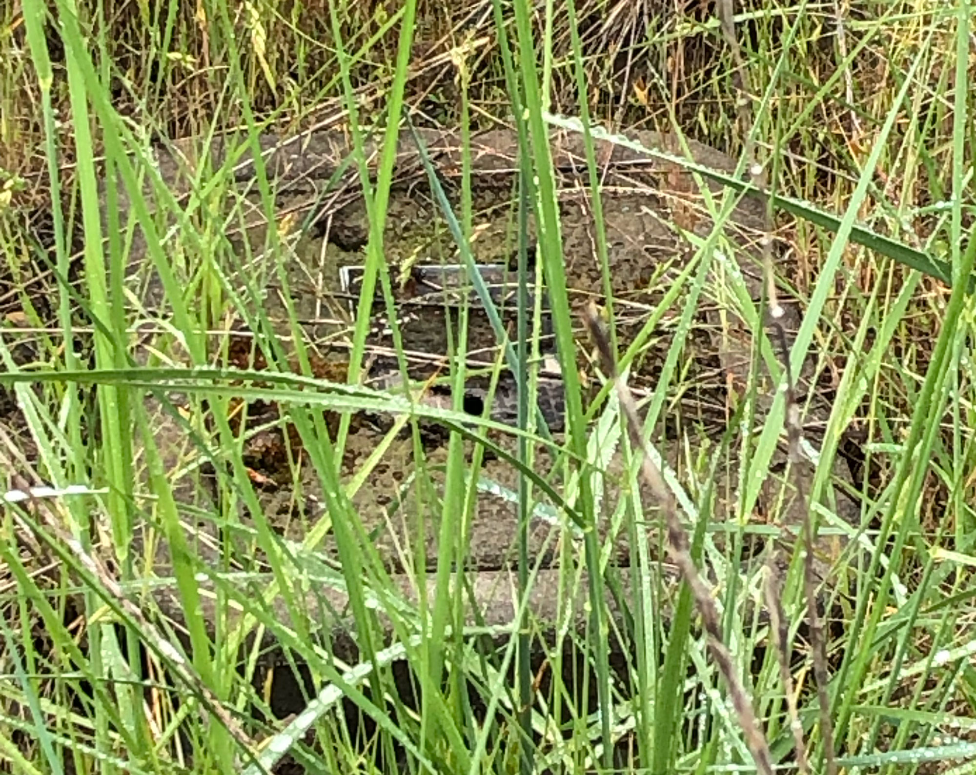 Grass Is Growing and Varmints Are Active | Clarks Branch Water Association